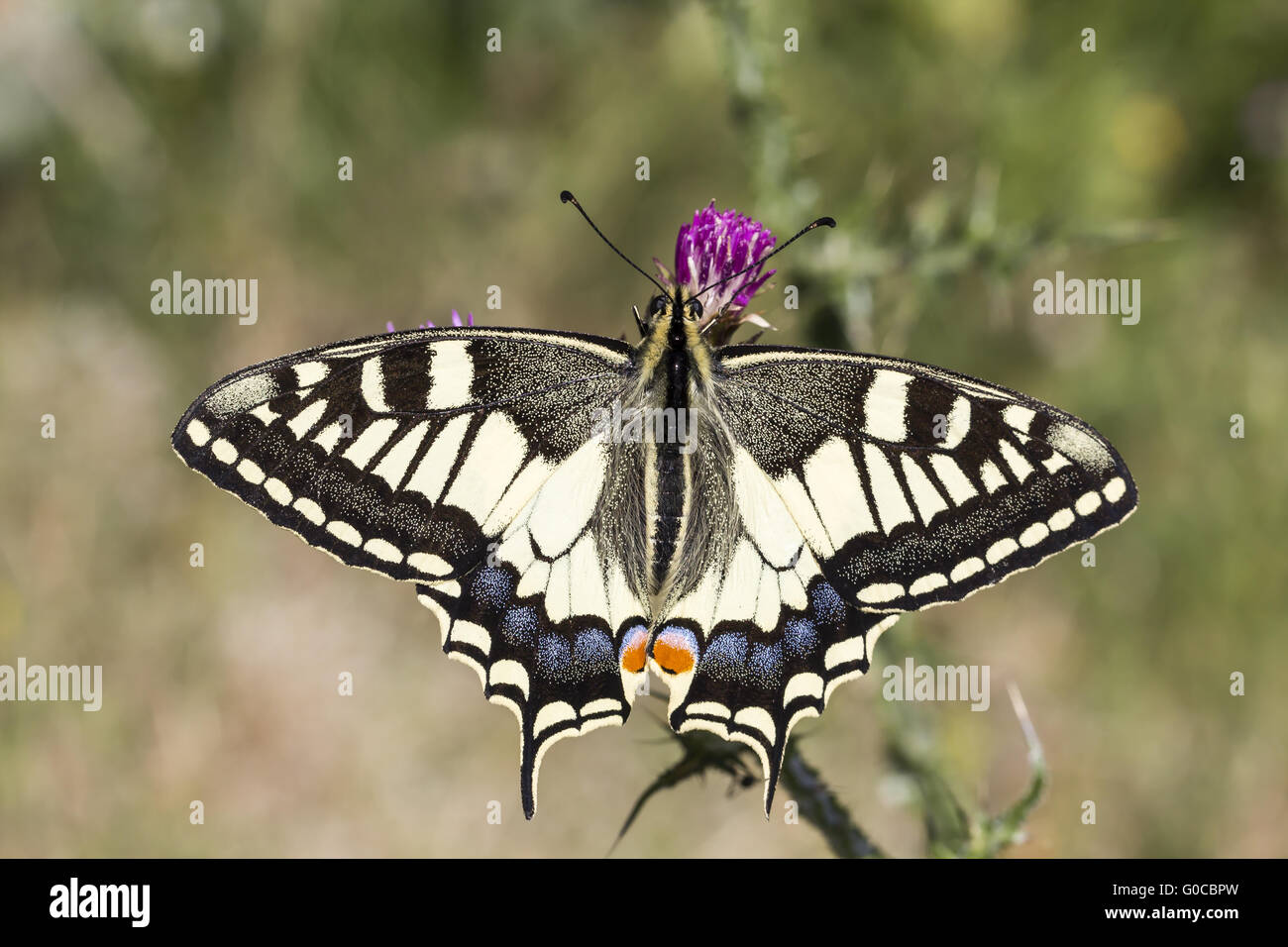 Papilio machaon, Swallowtail butterfly from Europe Stock Photo - Alamy