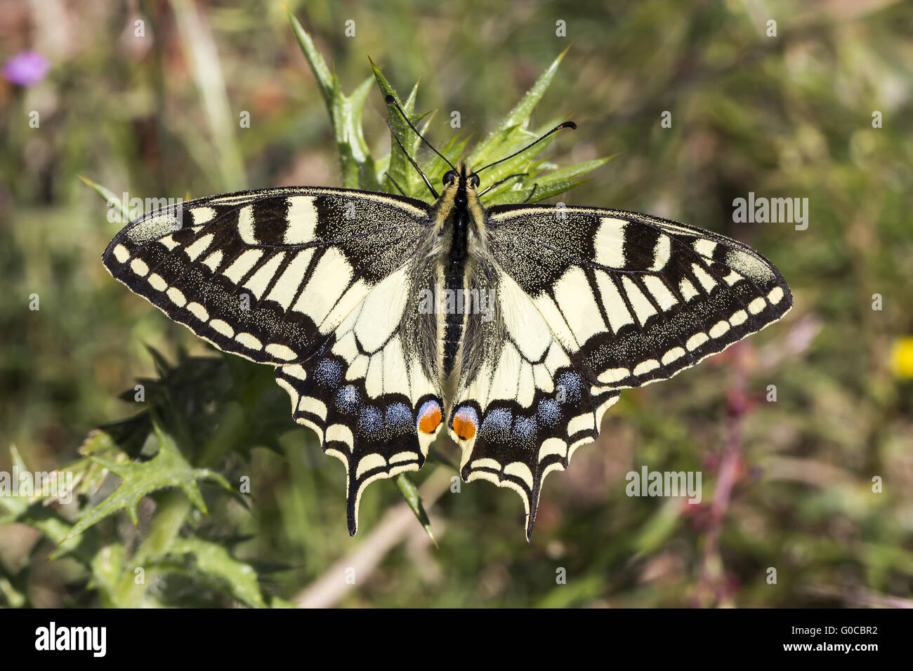 Papilio machaon, European Swallowtail from Italy Stock Photo - Alamy