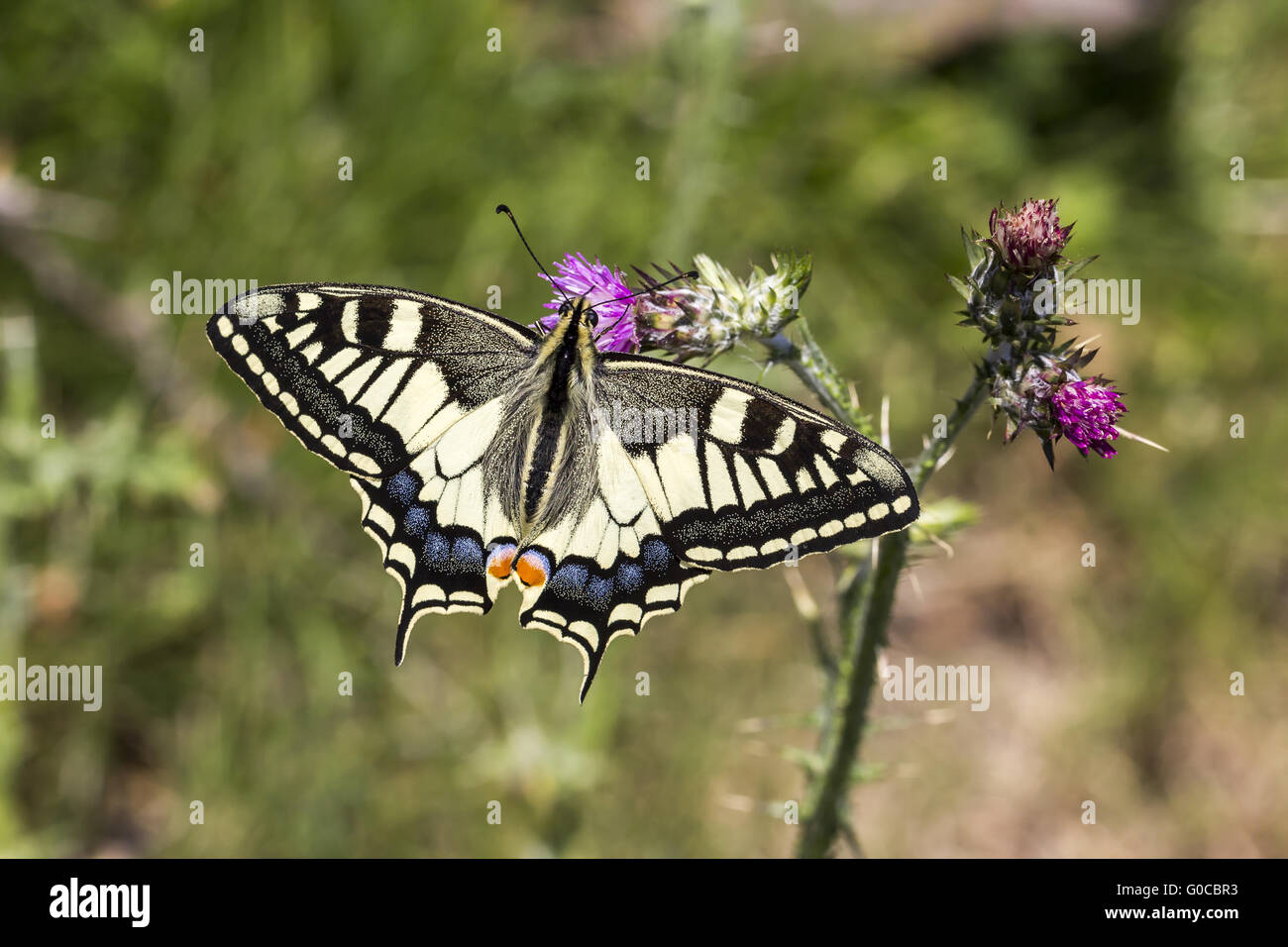 Papilio machaon, European Swallowtail from Italy Stock Photo - Alamy