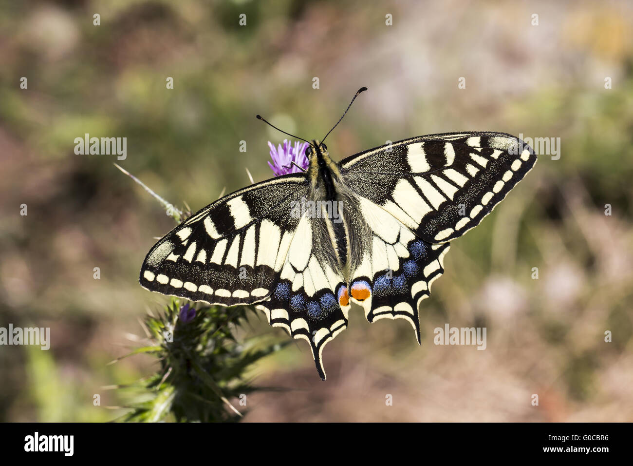 Papilio machaon, European Swallowtail from Italy Stock Photo - Alamy
