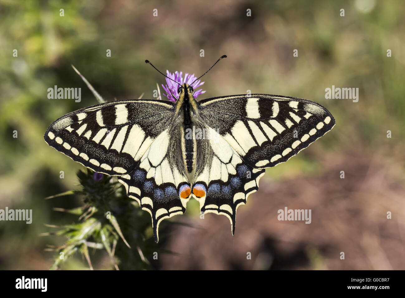Papilio machaon, European Swallowtail from Italy Stock Photo - Alamy