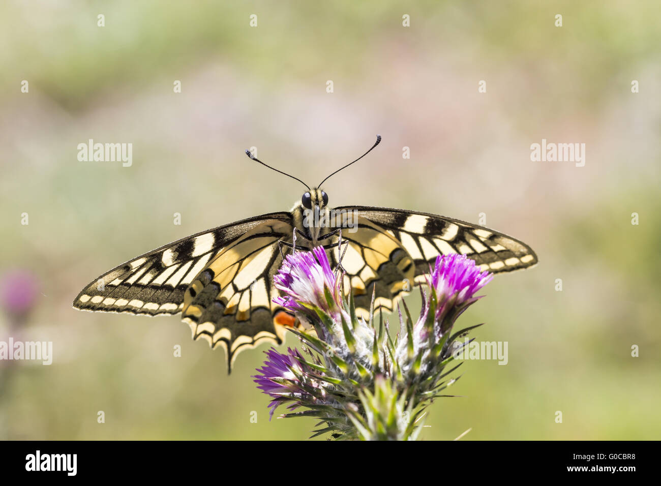 Papilio machaon, Swallowtail butterfly from Europe Stock Photo - Alamy