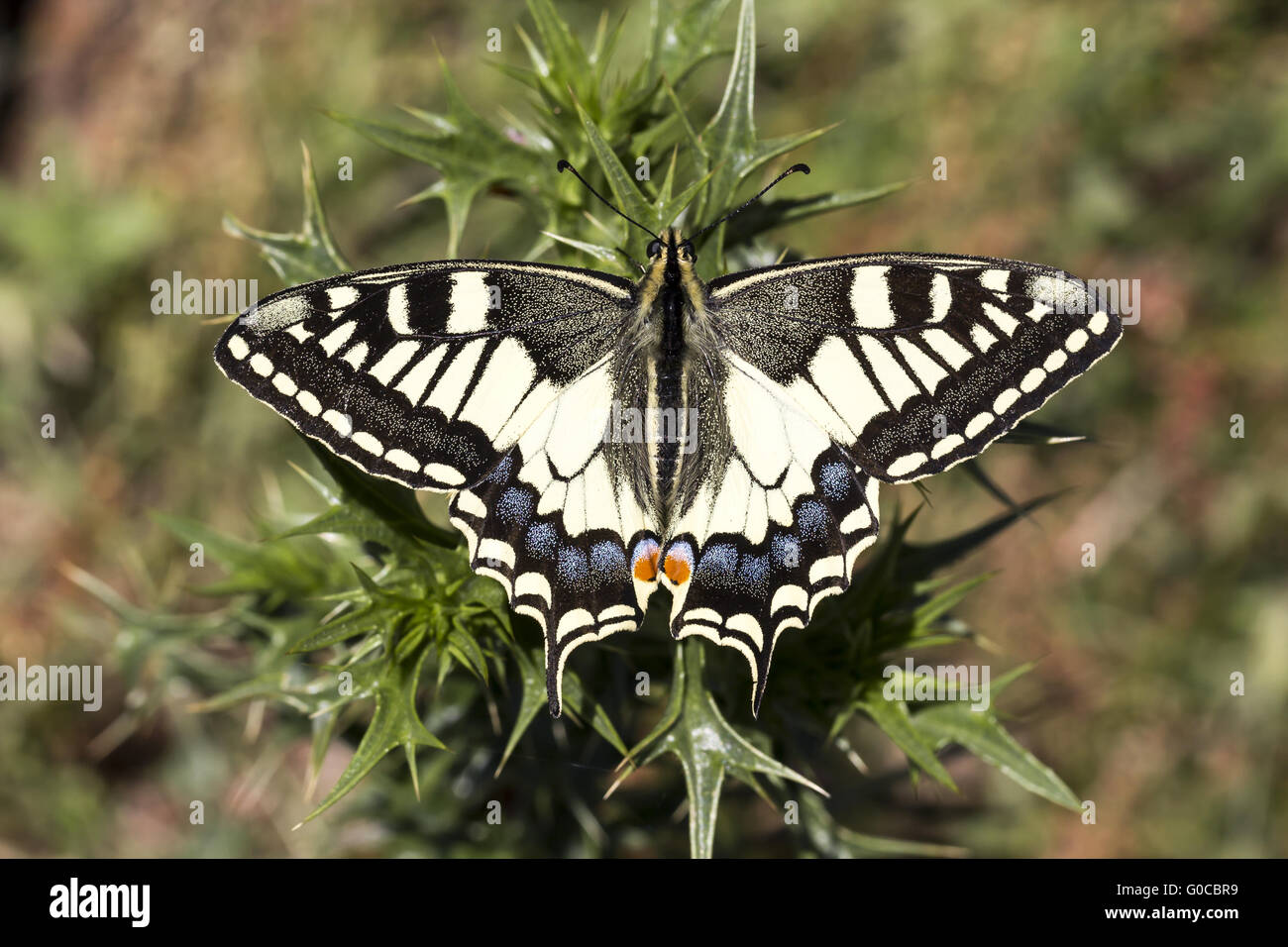 Papilio machaon, European Swallowtail from Italy Stock Photo - Alamy