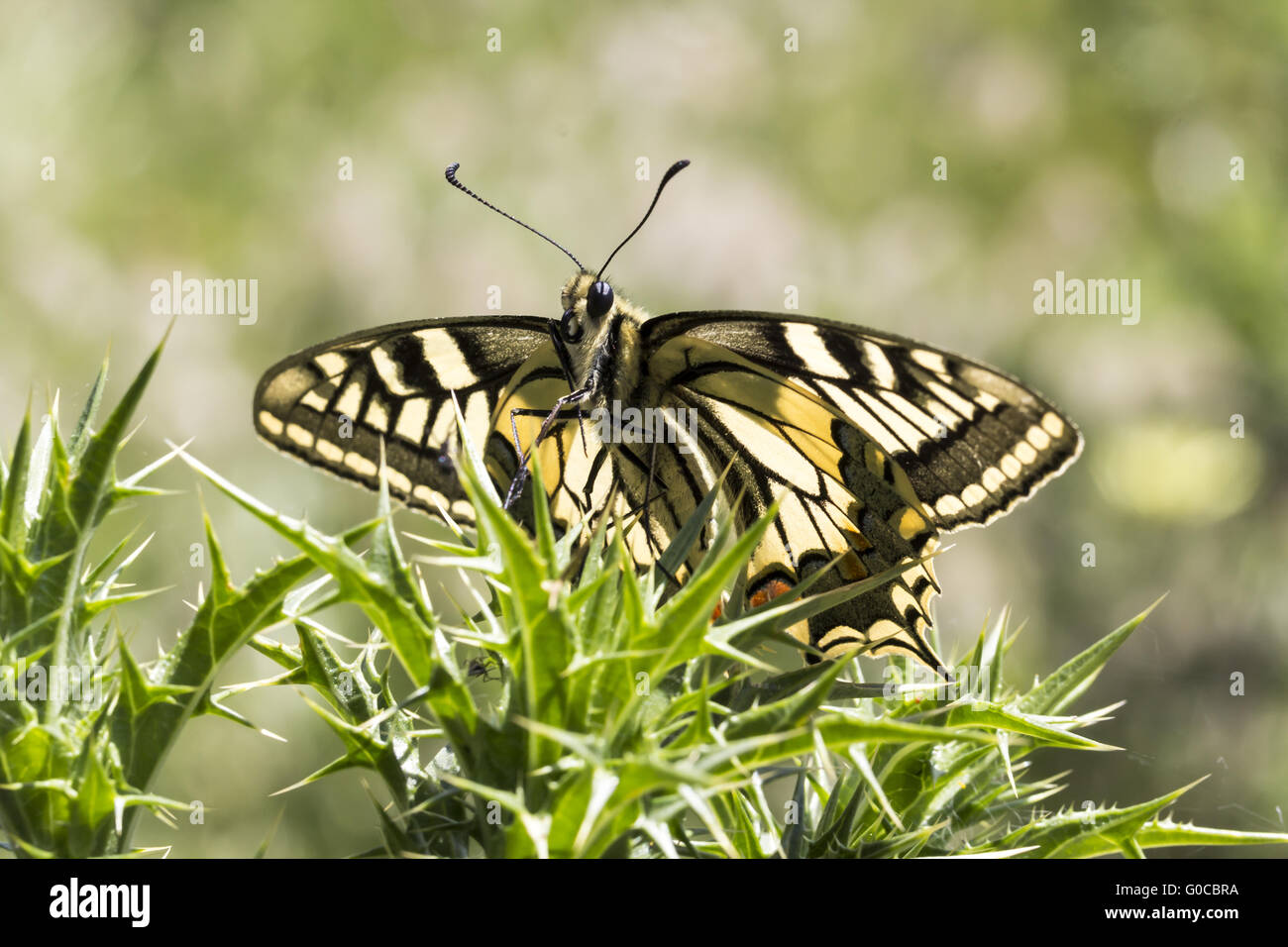 Papilio machaon, European Swallowtail from Italy Stock Photo - Alamy