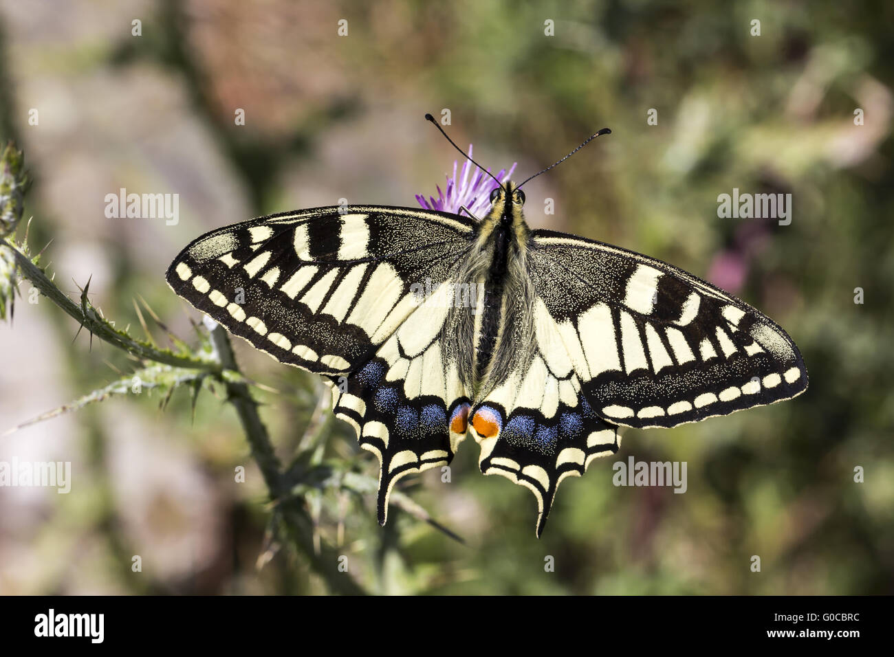 Papilio machaon, Swallowtail butterfly from Europe Stock Photo - Alamy