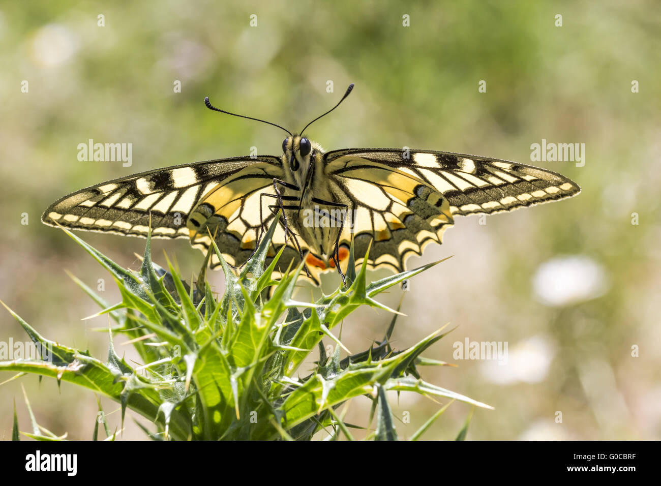 Papilio machaon, Swallowtail butterfly from Europe Stock Photo - Alamy