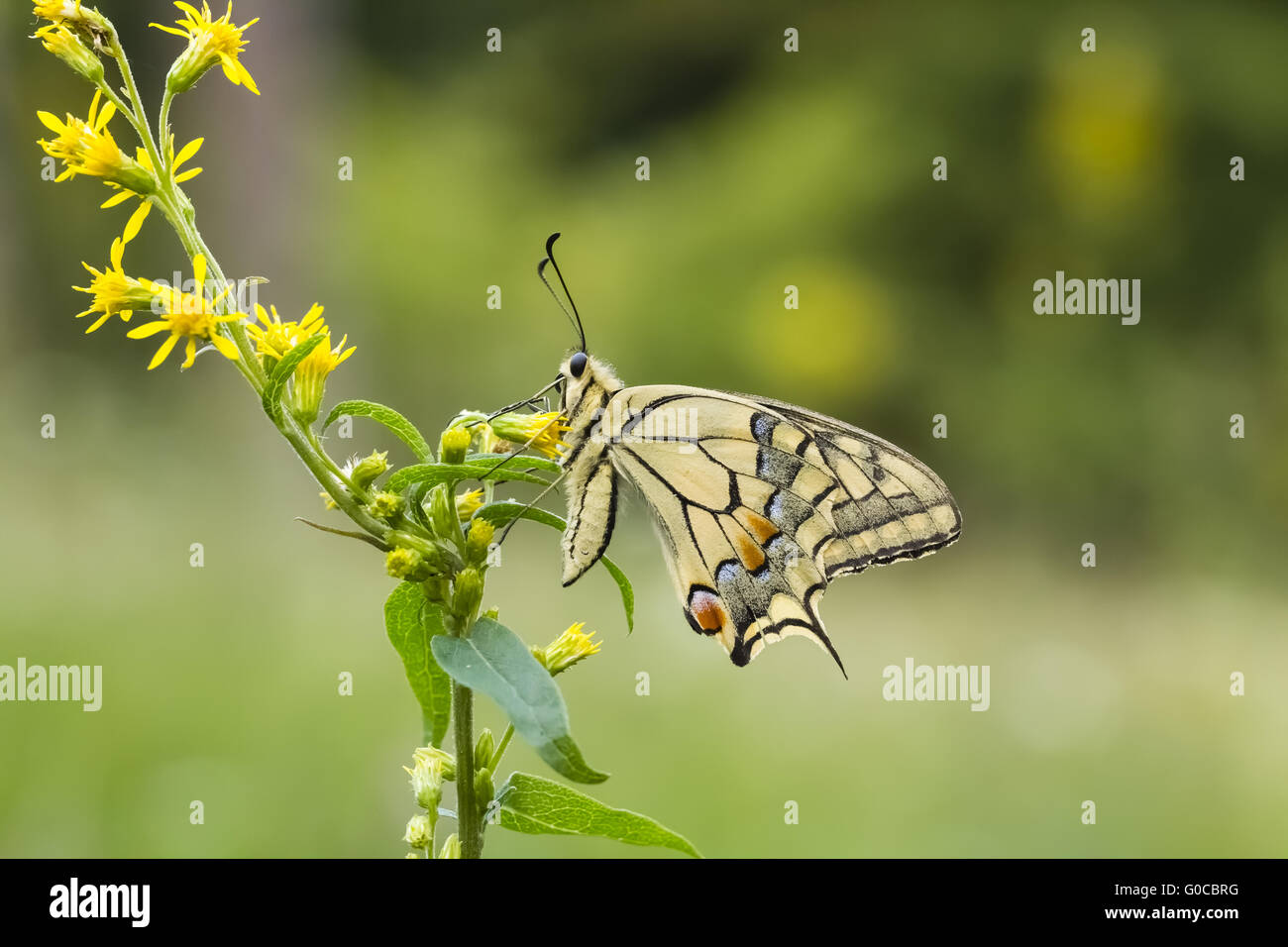 Papilio machaon, European Swallowtail from Germany Stock Photo - Alamy