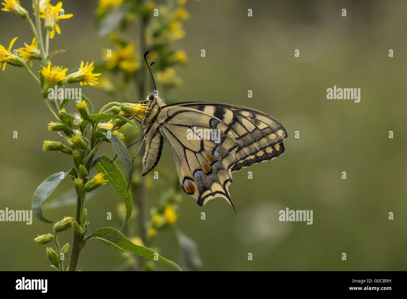Papilio machaon, European Swallowtail from Germany Stock Photo - Alamy