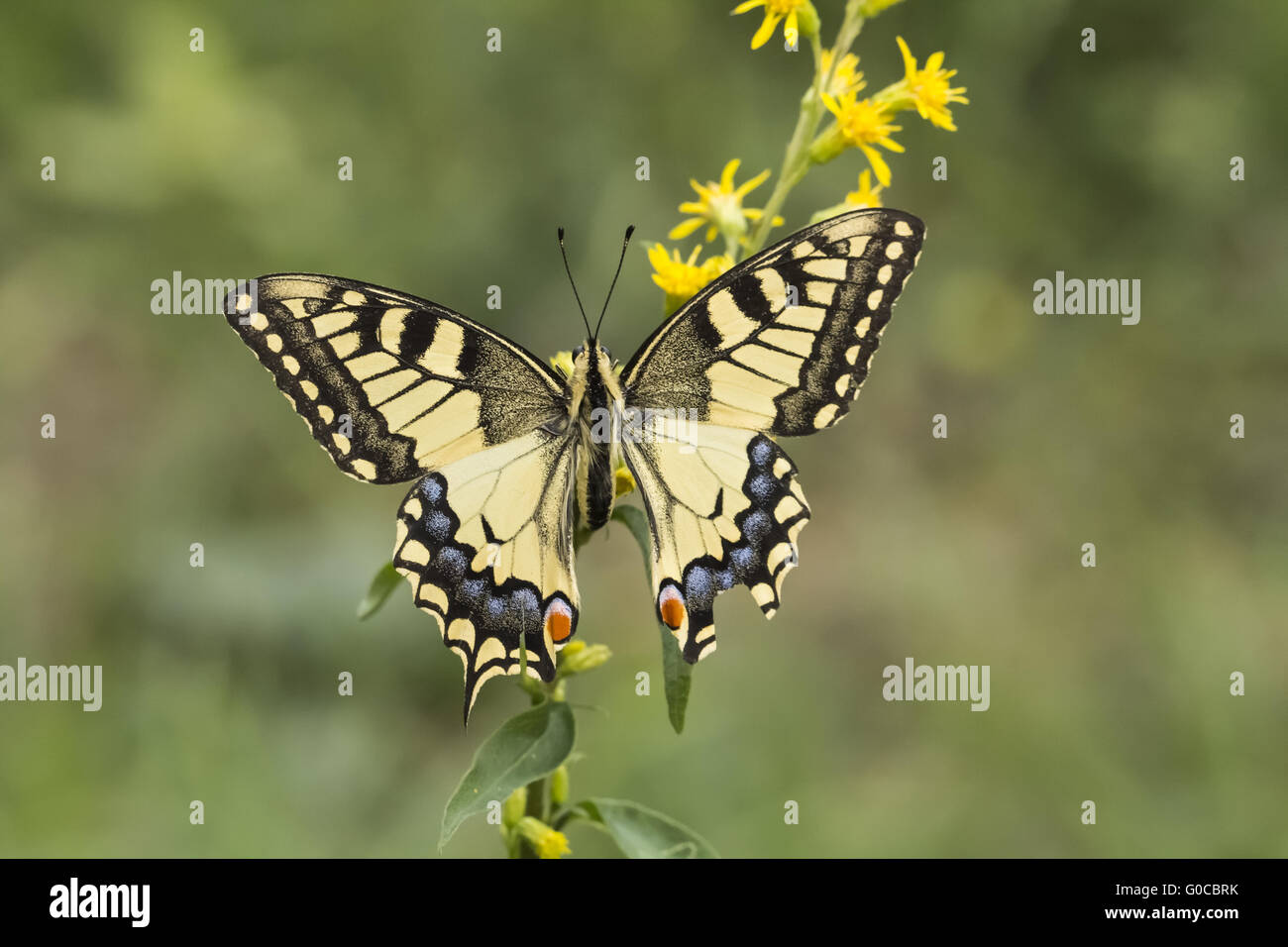Papilio machaon, European Swallowtail from Germany Stock Photo - Alamy