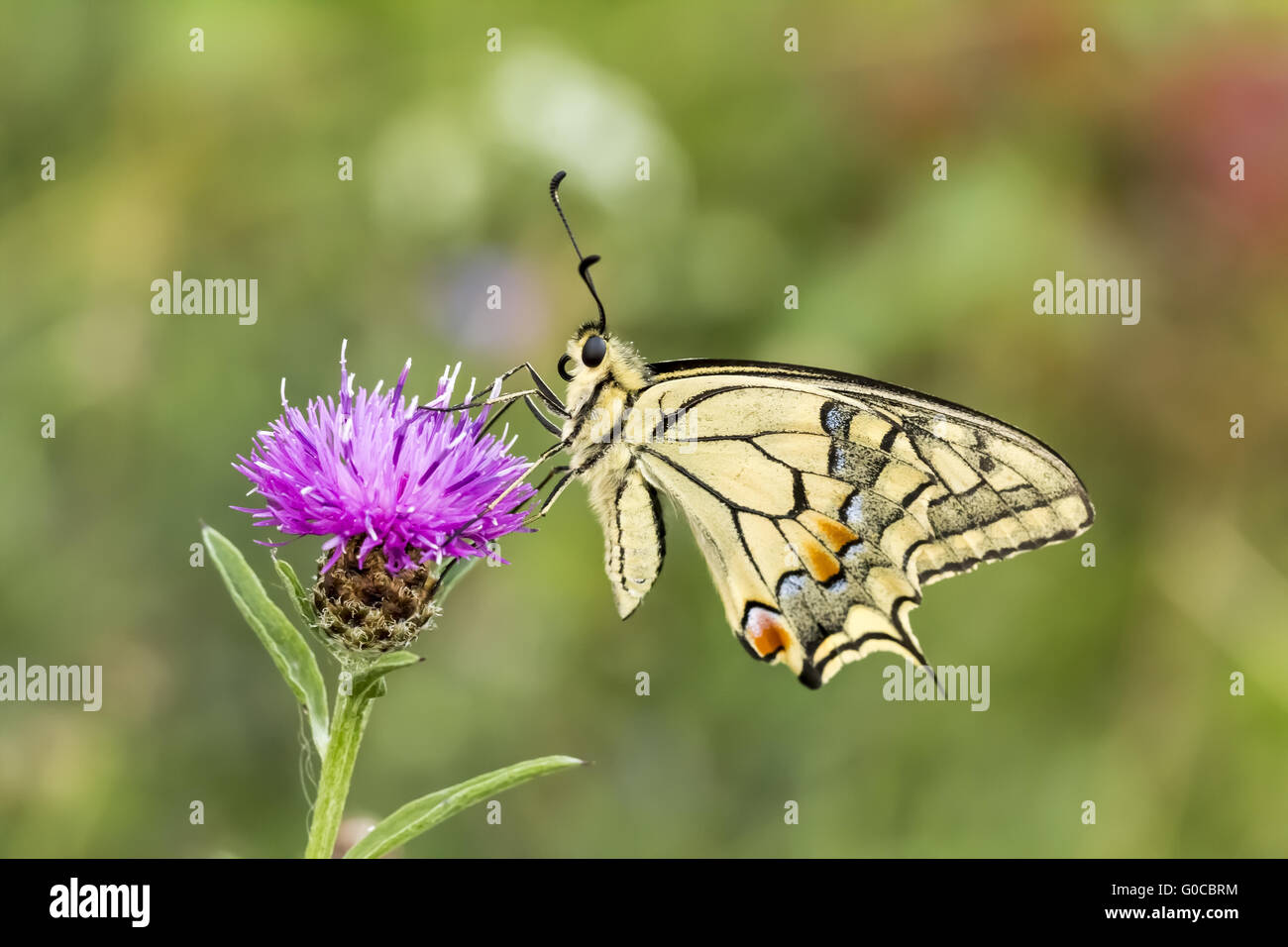 Papilio machaon, European Swallowtail from Germany Stock Photo - Alamy