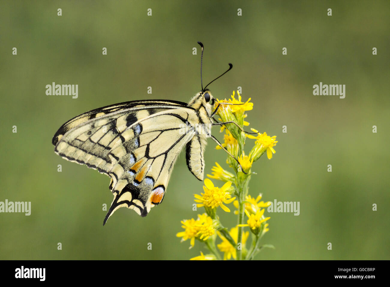 Papilio machaon, European Swallowtail from Germany Stock Photo - Alamy
