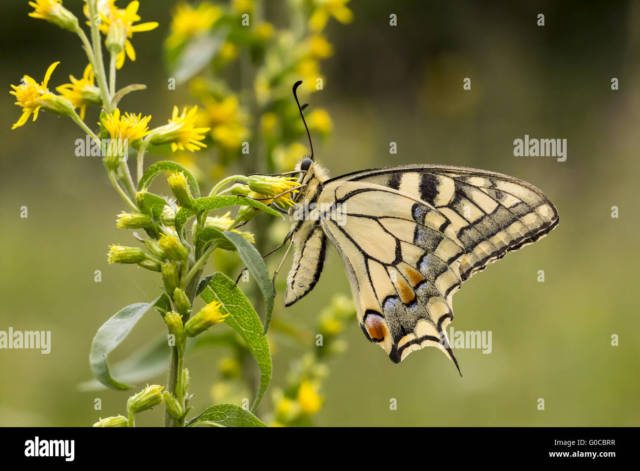 Papilio machaon, European Swallowtail from Germany Stock Photo - Alamy