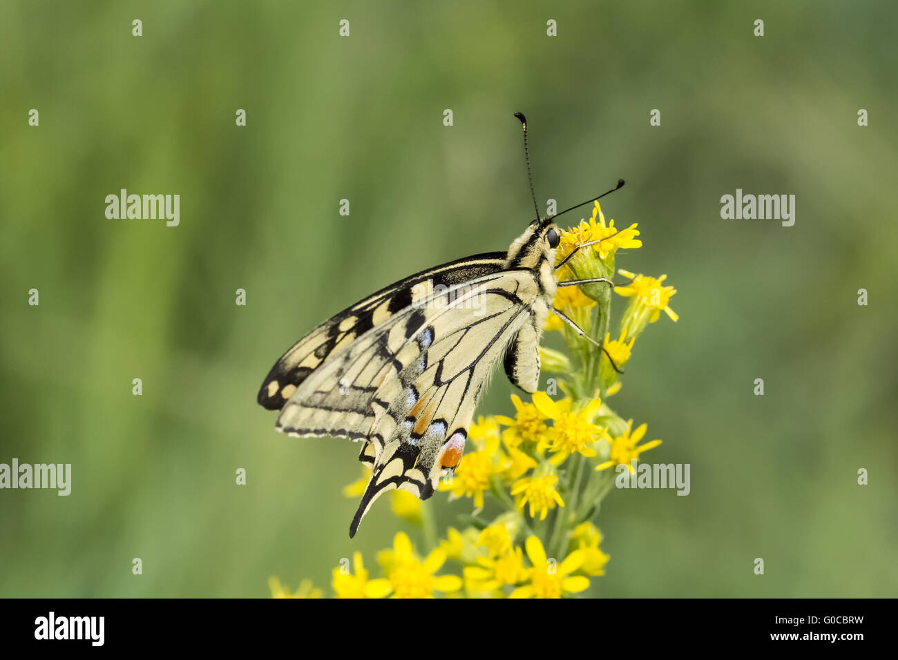 Papilio machaon, European Swallowtail from Germany Stock Photo - Alamy