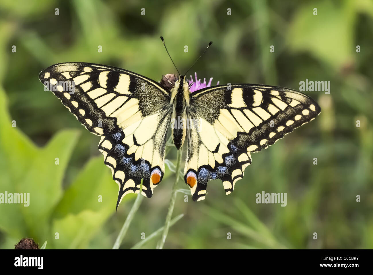 Papilio machaon, European Swallowtail from Germany Stock Photo - Alamy
