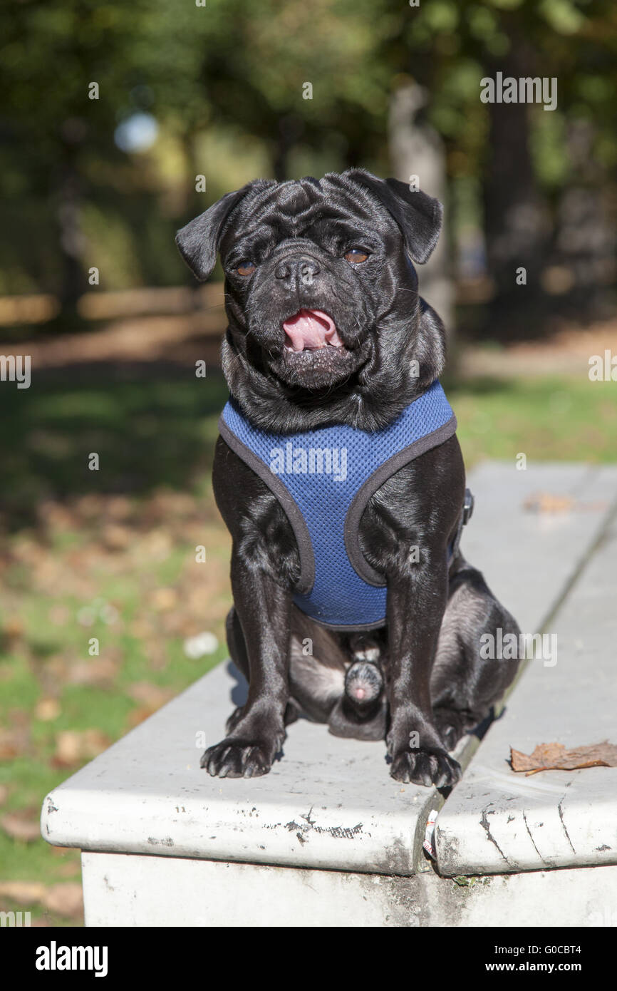 Black pug posing Stock Photo - Alamy