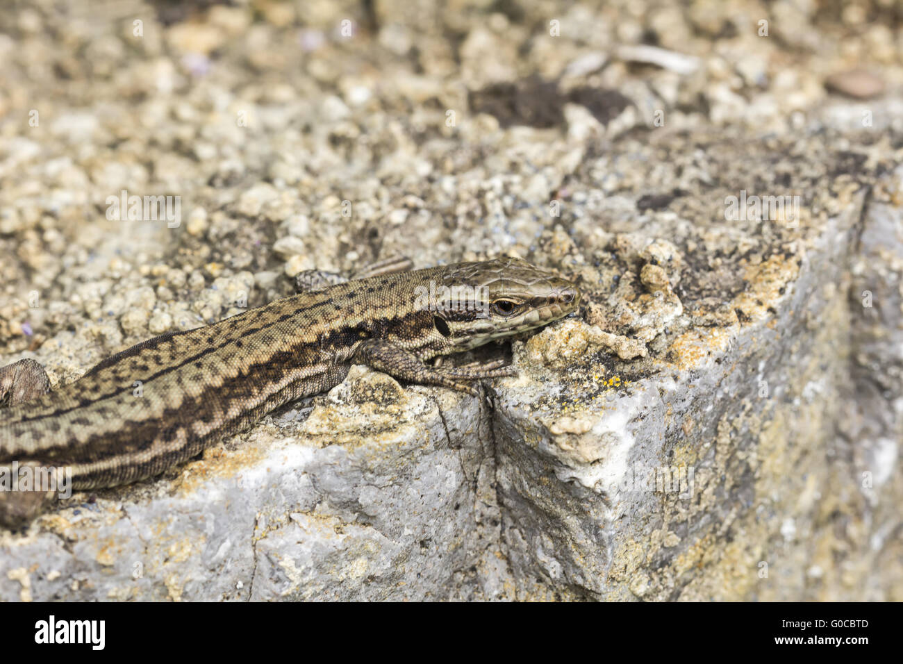 Common wall lizard from germany hi-res stock photography and images - Alamy