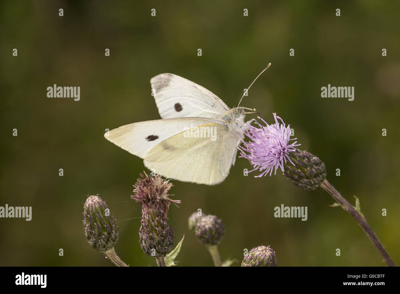Pieris rapae, Small White, Small Cabbage White Stock Photo - Alamy