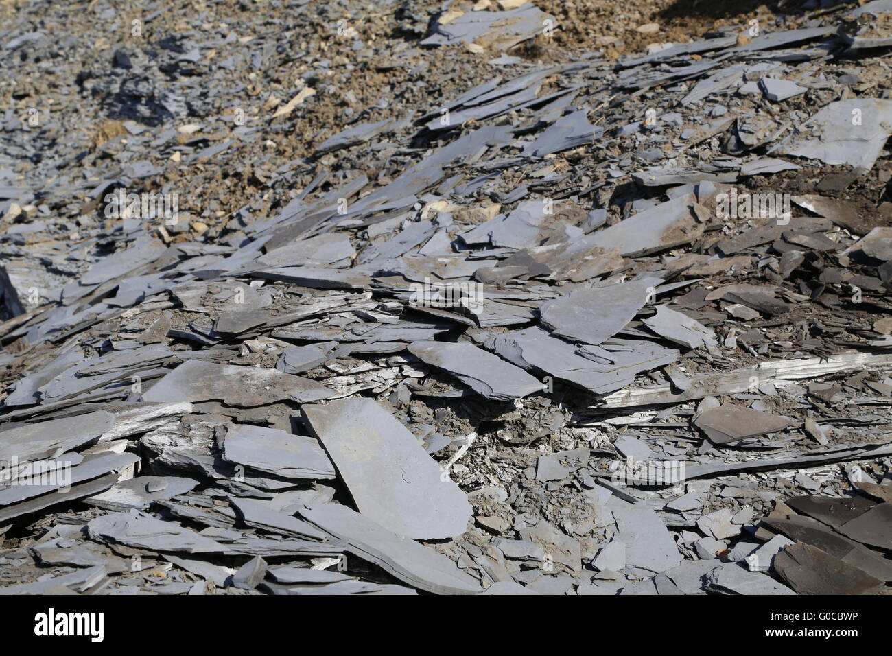 Live fossils hi-res stock photography and images - Alamy