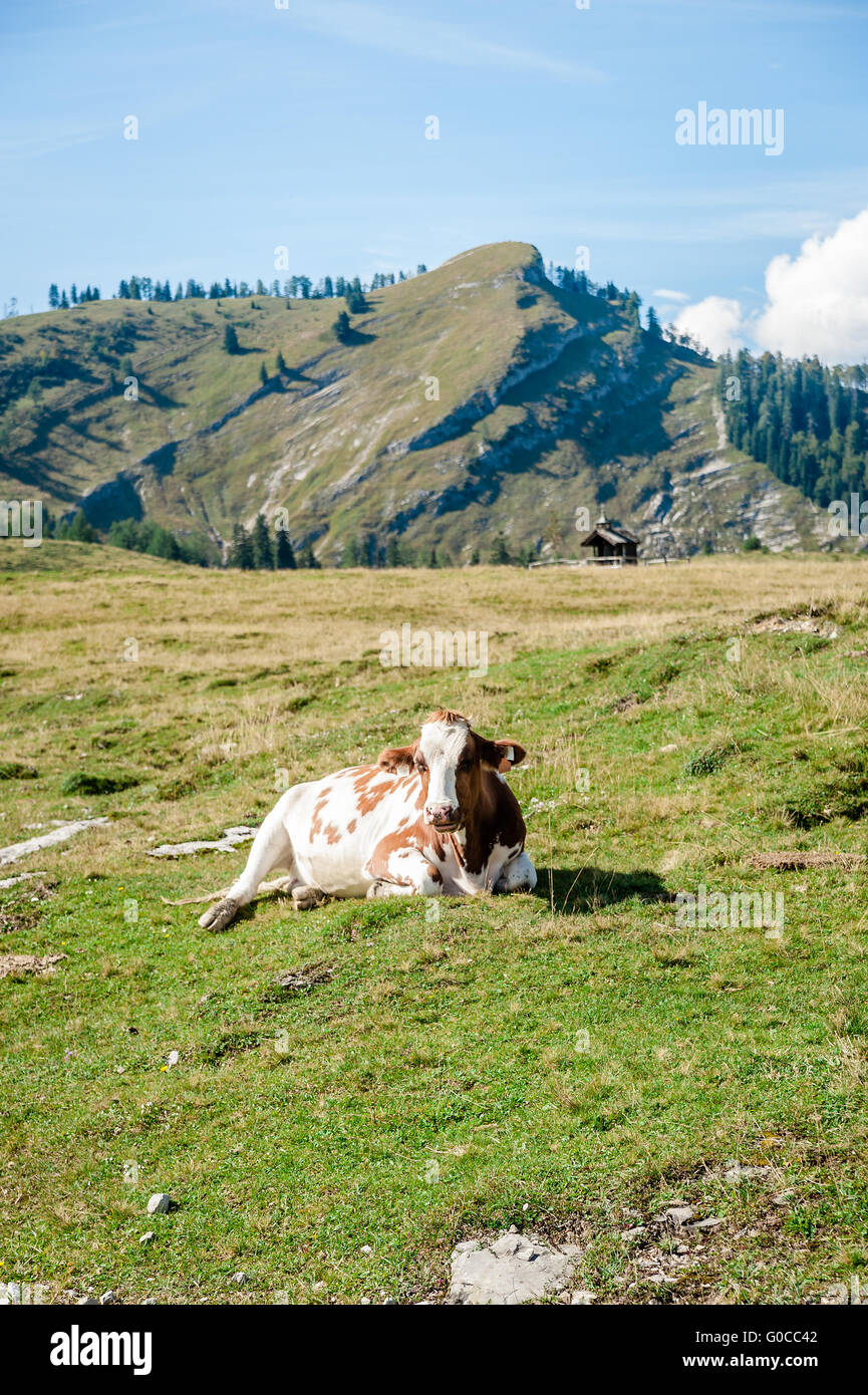 Single Cow in the Alps Stock Photo - Alamy