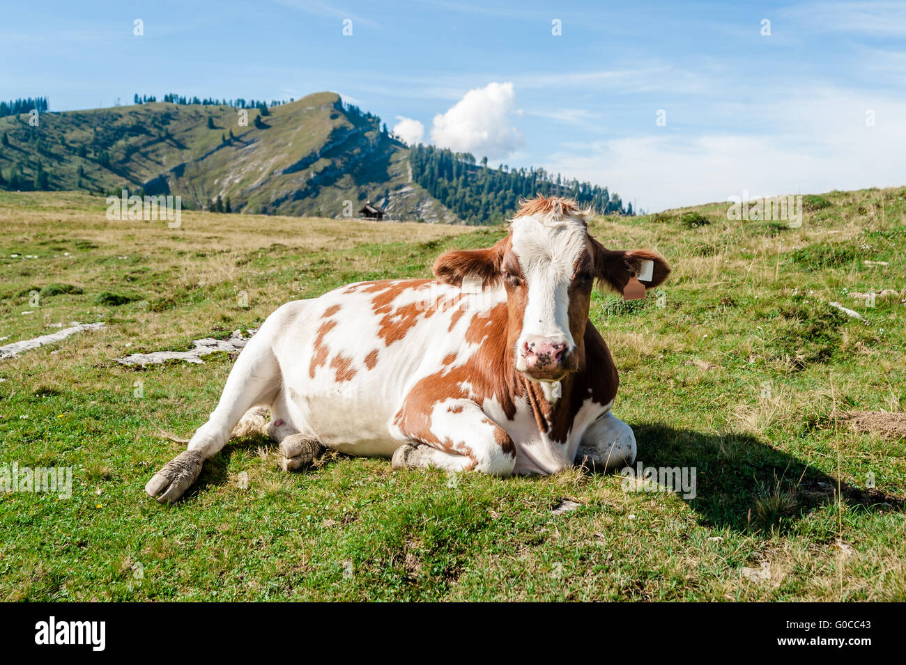 A mottled cow hi-res stock photography and images - Alamy
