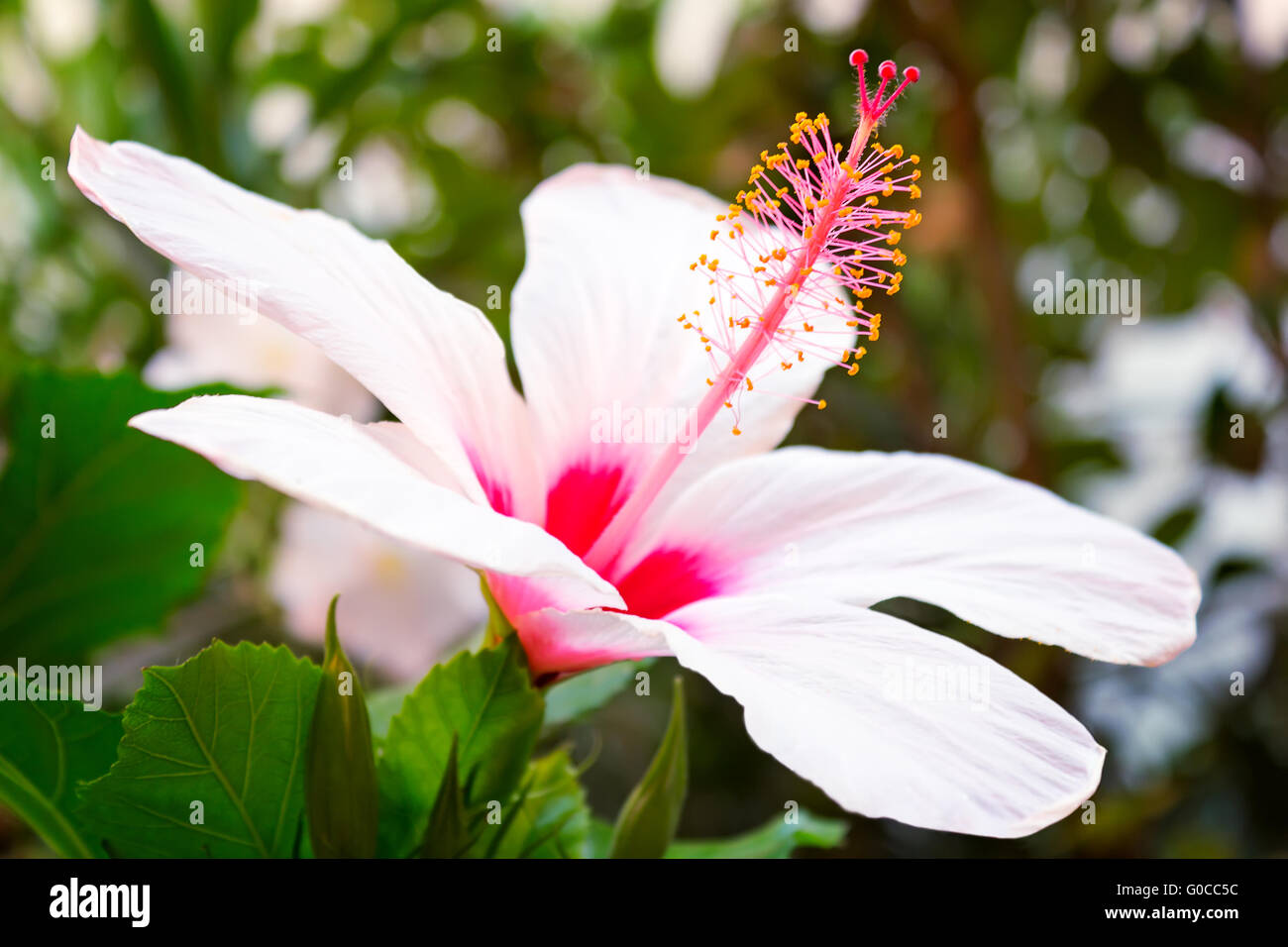 Beautiful large pink and white hibiscus flower Stock Photo - Alamy