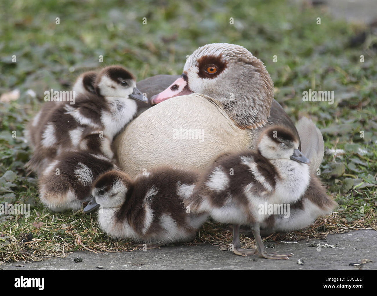 Animal for children hi-res stock photography and images - Alamy