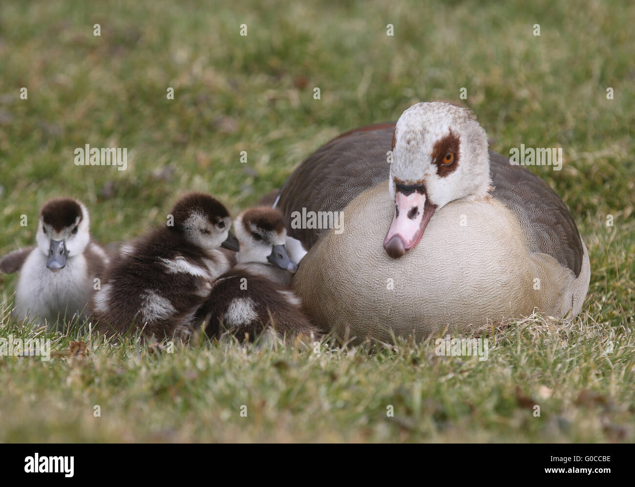 Egyptian goose children hi-res stock photography and images - Alamy