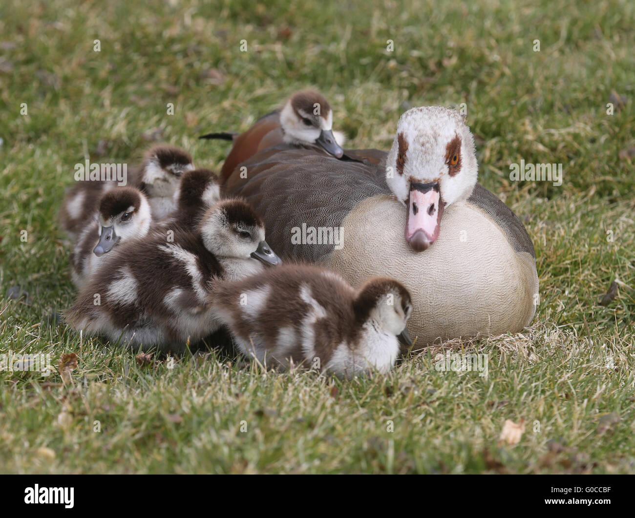 Child and birds hi-res stock photography and images - Alamy
