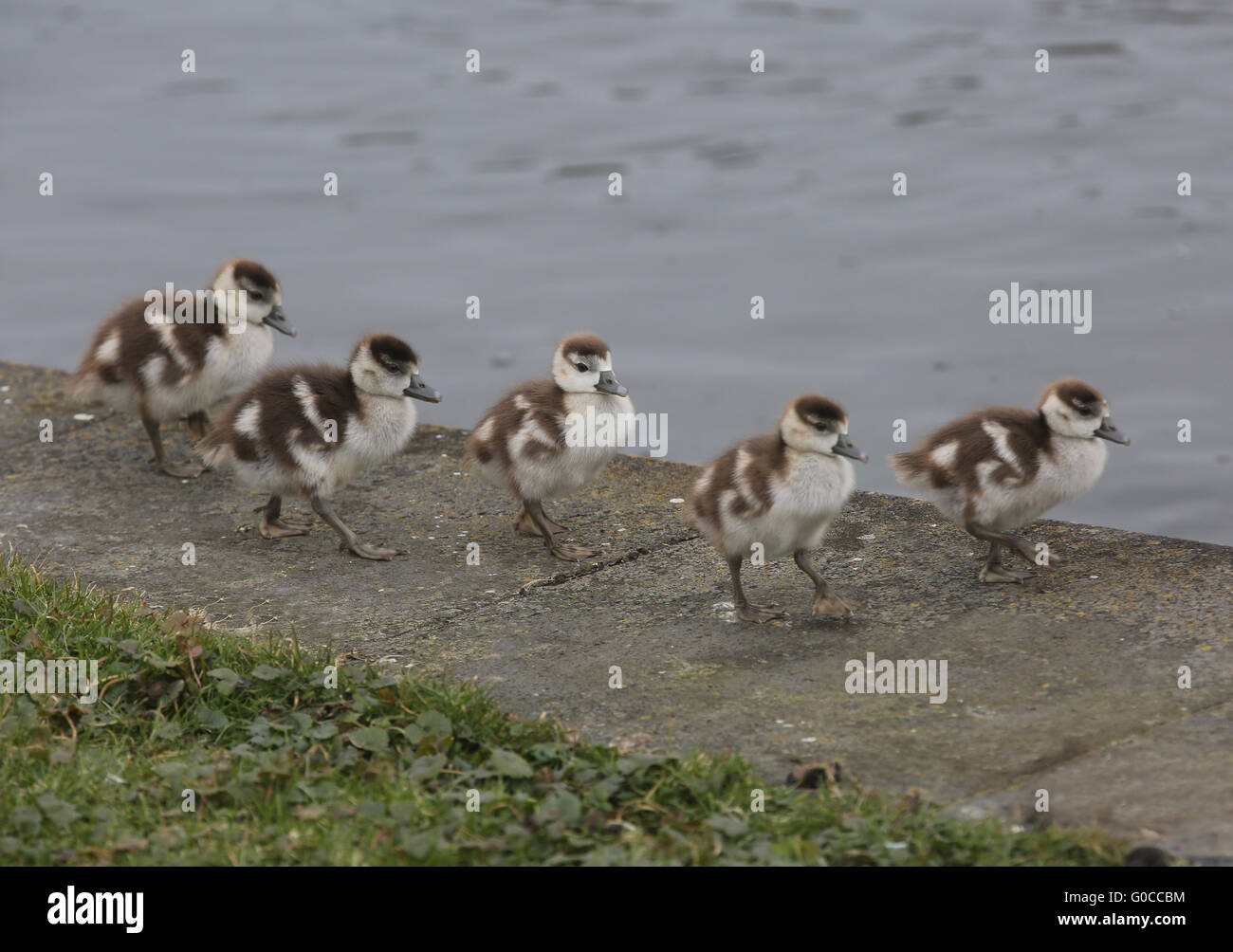 Egyptian Goose Children 4 Stock Photo - Alamy