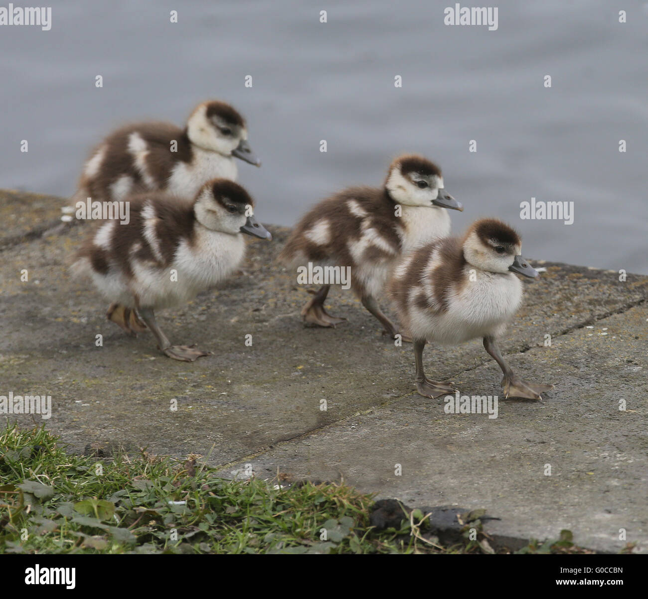 Egyptian goose children hi-res stock photography and images - Alamy