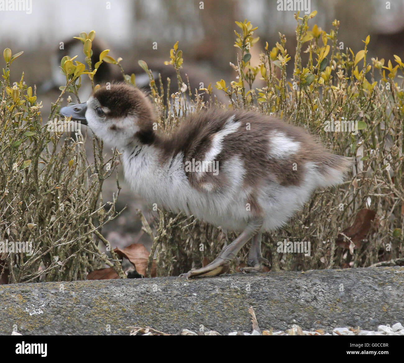 Egyptian goose children hi-res stock photography and images - Alamy