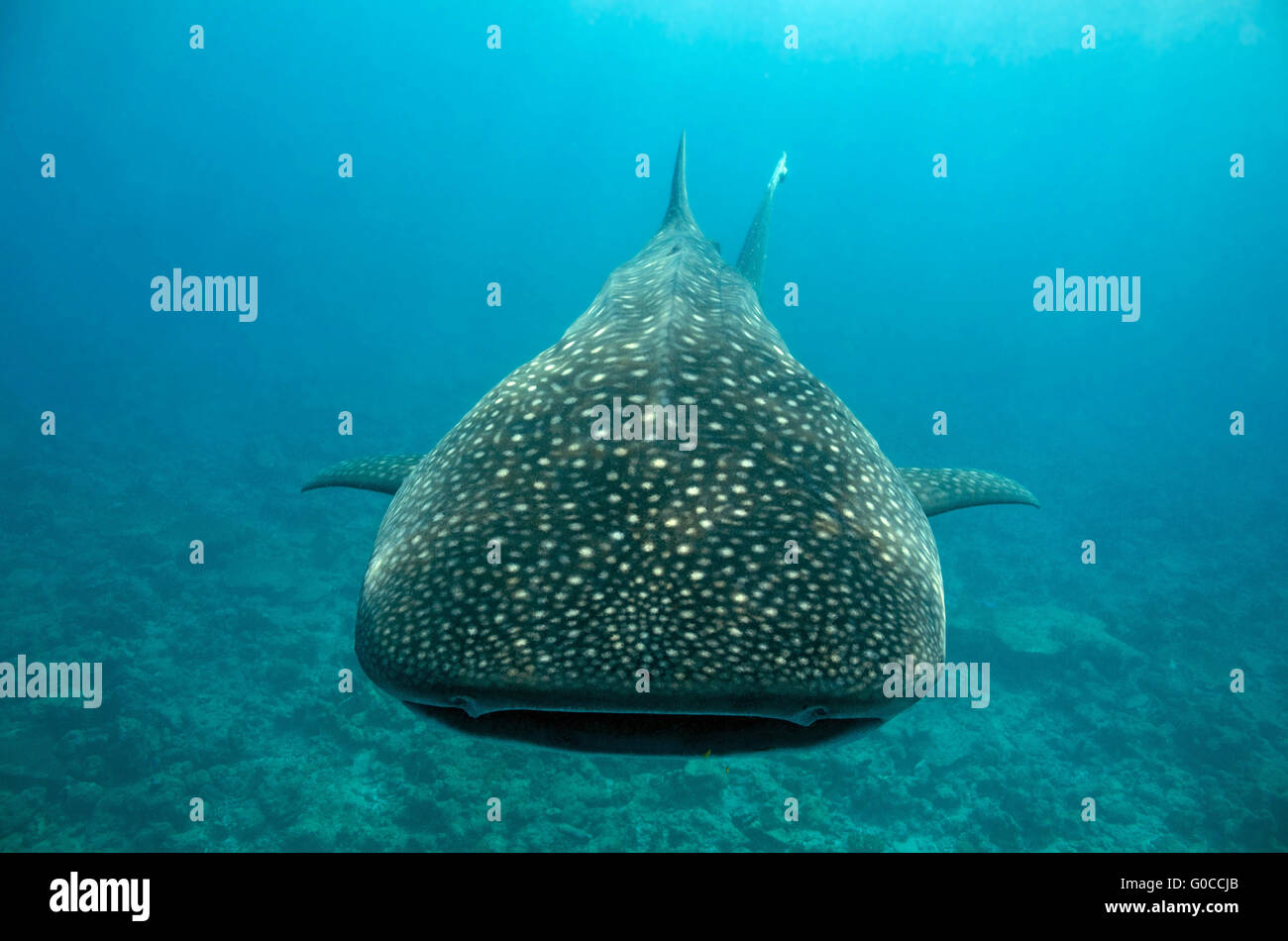 Whale shark from the front hi-res stock photography and images - Alamy