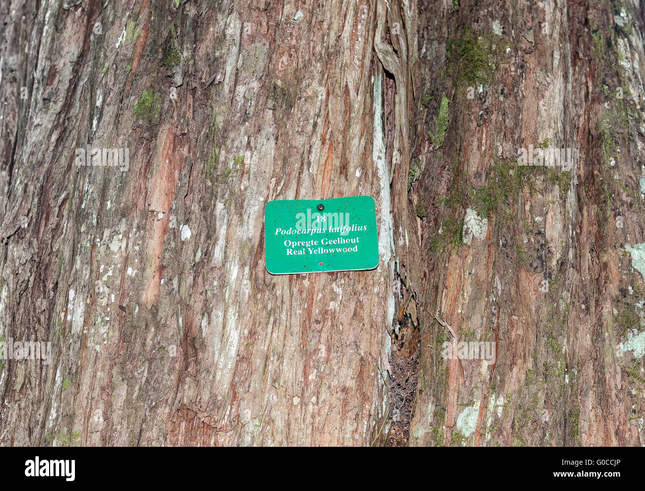 Yellowwood, south africa hi-res stock photography and images - Alamy