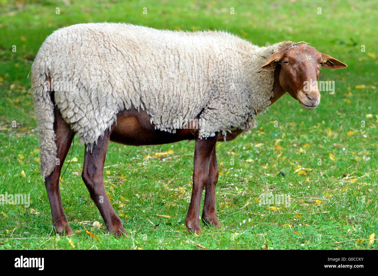 Ovine race hi-res stock photography and images - Alamy