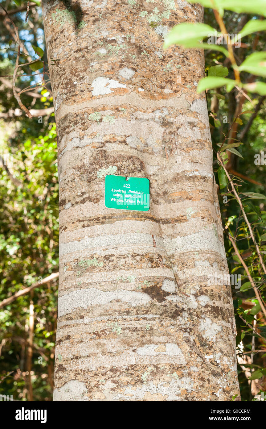 The bark of an old White Pear tree, Apodytes dimidata, in the ...