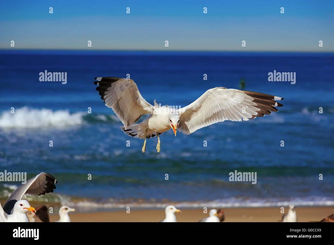 Seagull flying and crying on the hermosa beach Stock Photo - Alamy