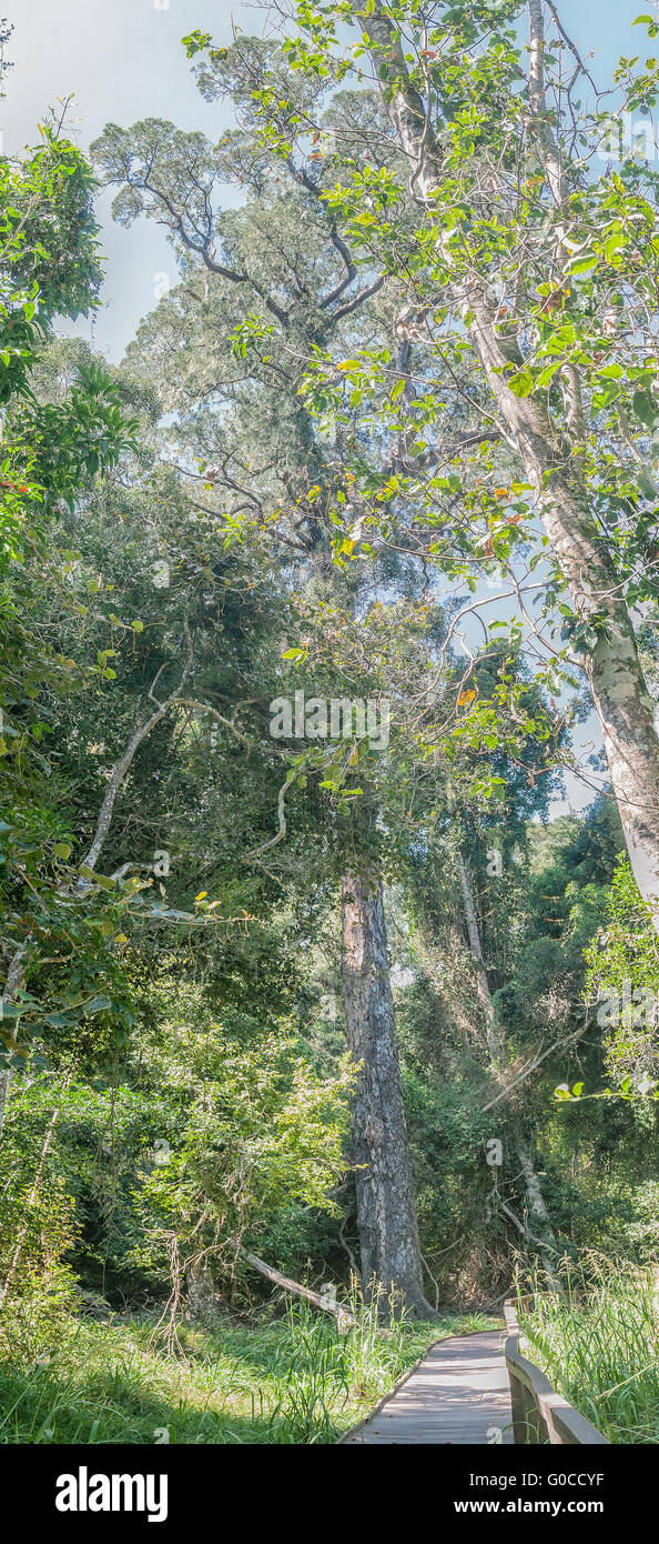 Yellowwood tree hi-res stock photography and images - Alamy