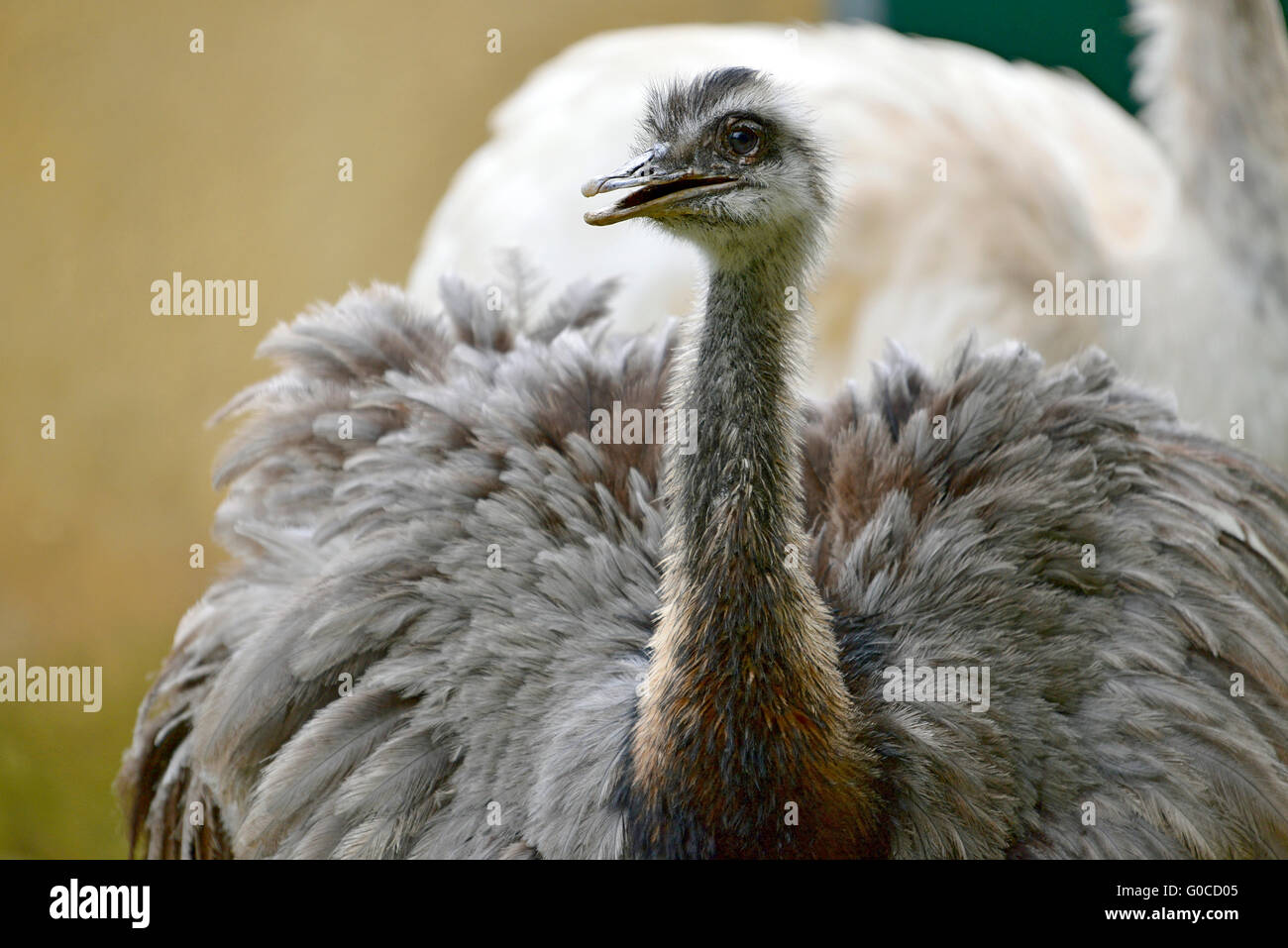 Closeup Greater Rhea (Rhea americana) seen from front Stock Photo - Alamy