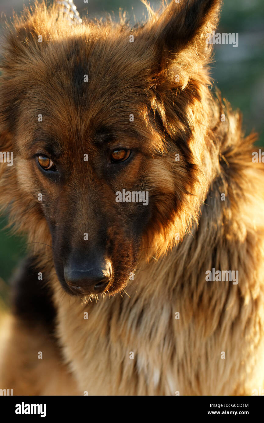 Photo of a friendly German shepherd dog Stock Photo - Alamy