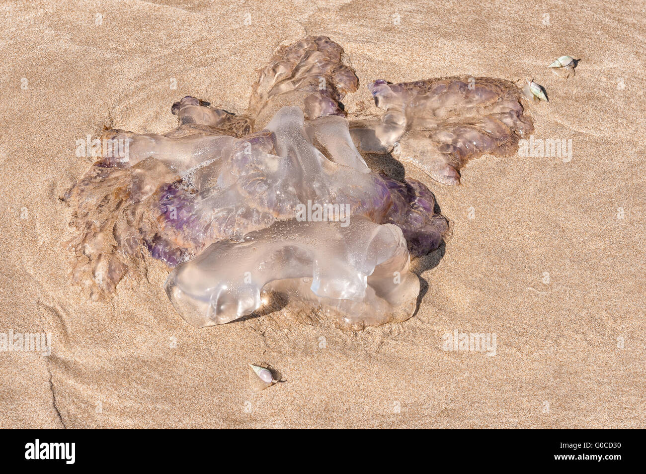A dead Jellyfish with Finger Plough Shells, Bullia digitalis ...