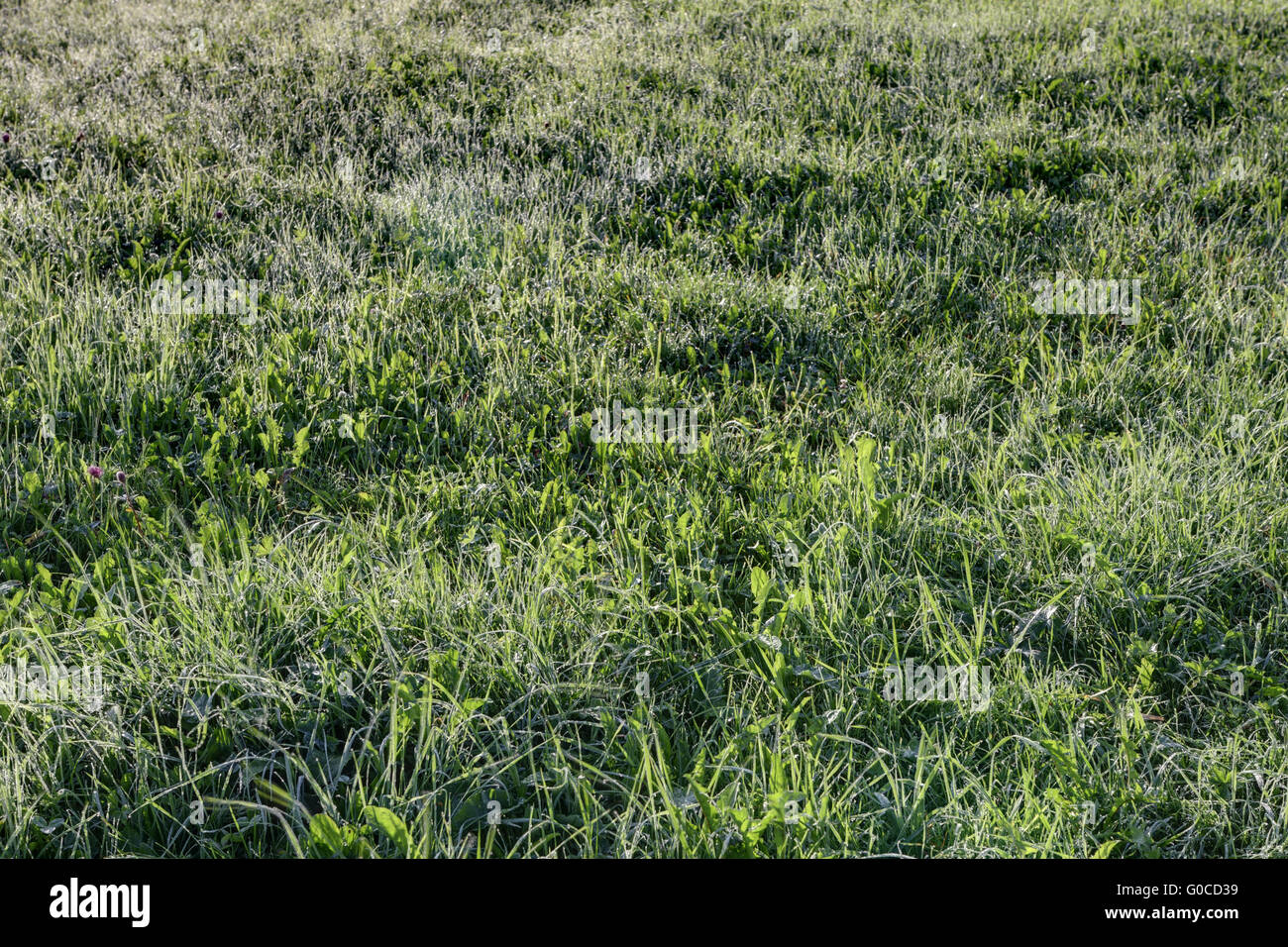 Grass meadows hi-res stock photography and images - Alamy
