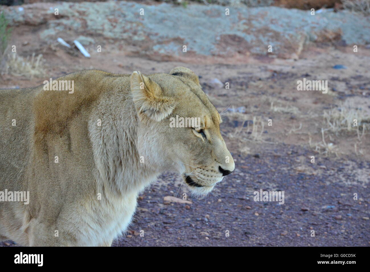 A lioness at a Game Park in South Africa Stock Photo - Alamy