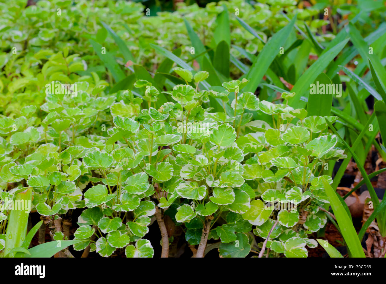 green leafs background :Epipremnum aureum is a species of flowering ...