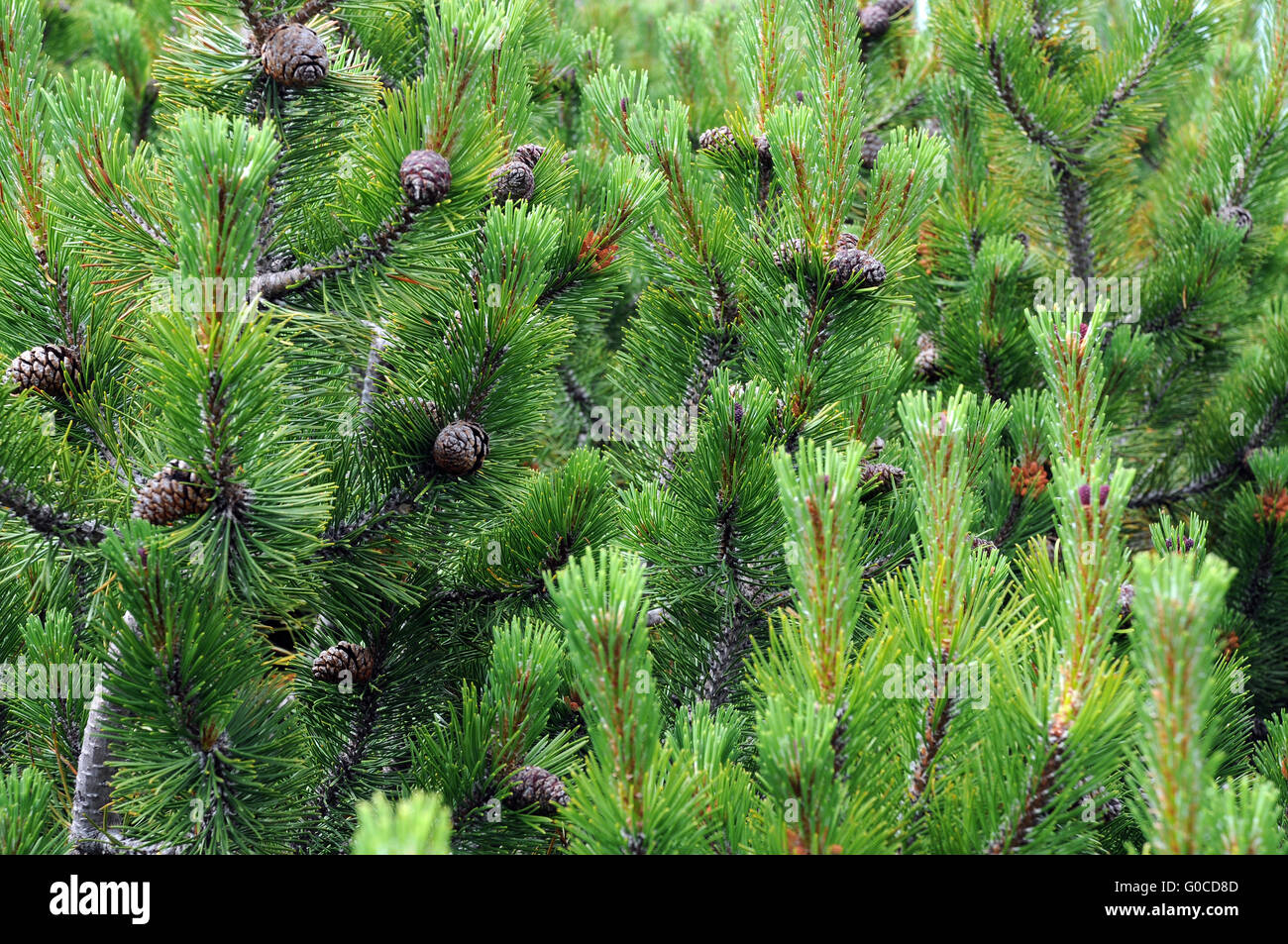Green boughs hi-res stock photography and images - Alamy