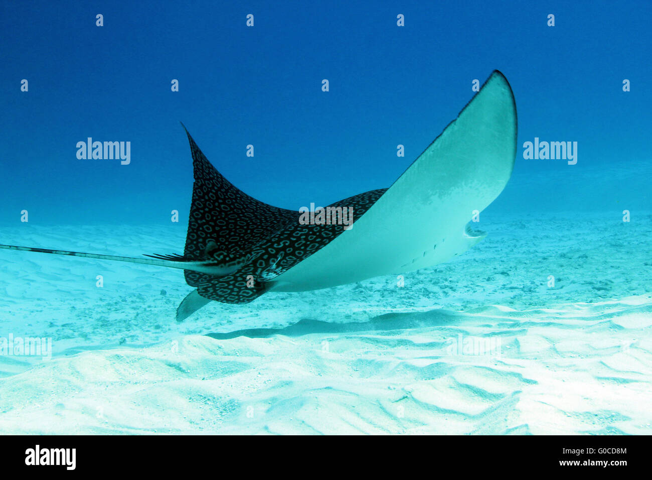 Spotted Eagle Ray Stock Photo - Alamy