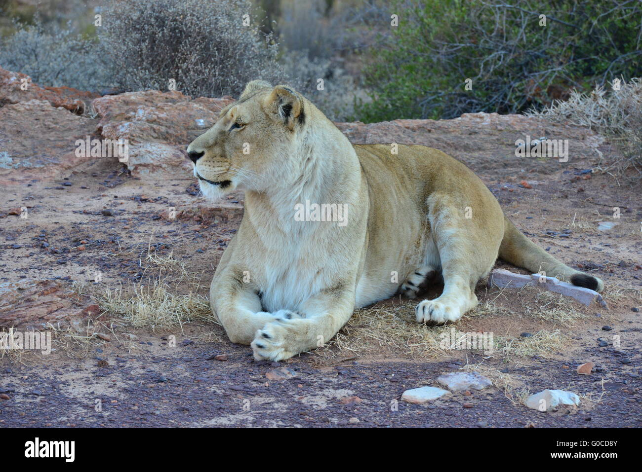 A lioness at a Game Park in South Africa Stock Photo - Alamy
