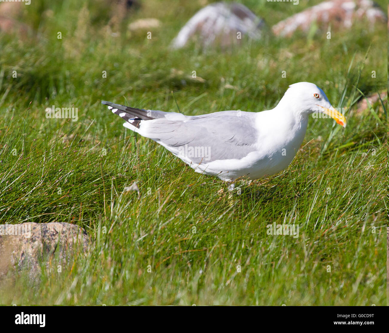 Seagull in grass breeze hi-res stock photography and images - Alamy