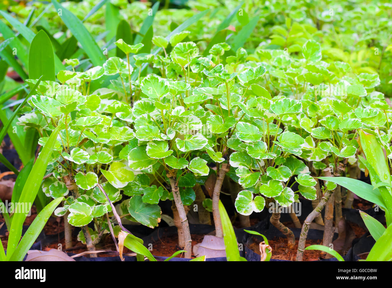 green leafs background :Epipremnum aureum is a species of flowering ...