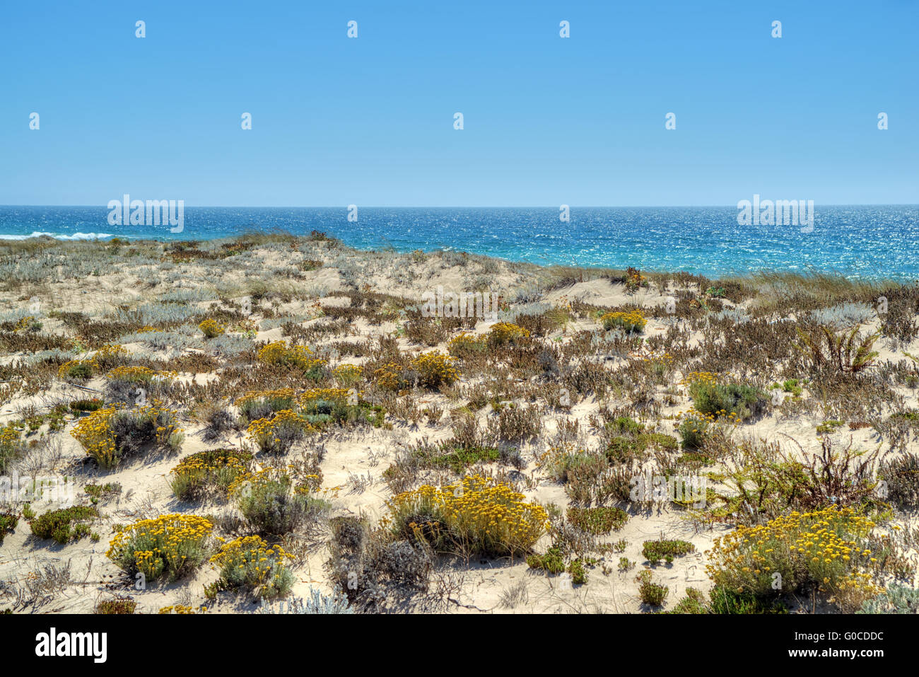 Beautiful grass on the shore of the Atlantic Ocean Stock Photo - Alamy