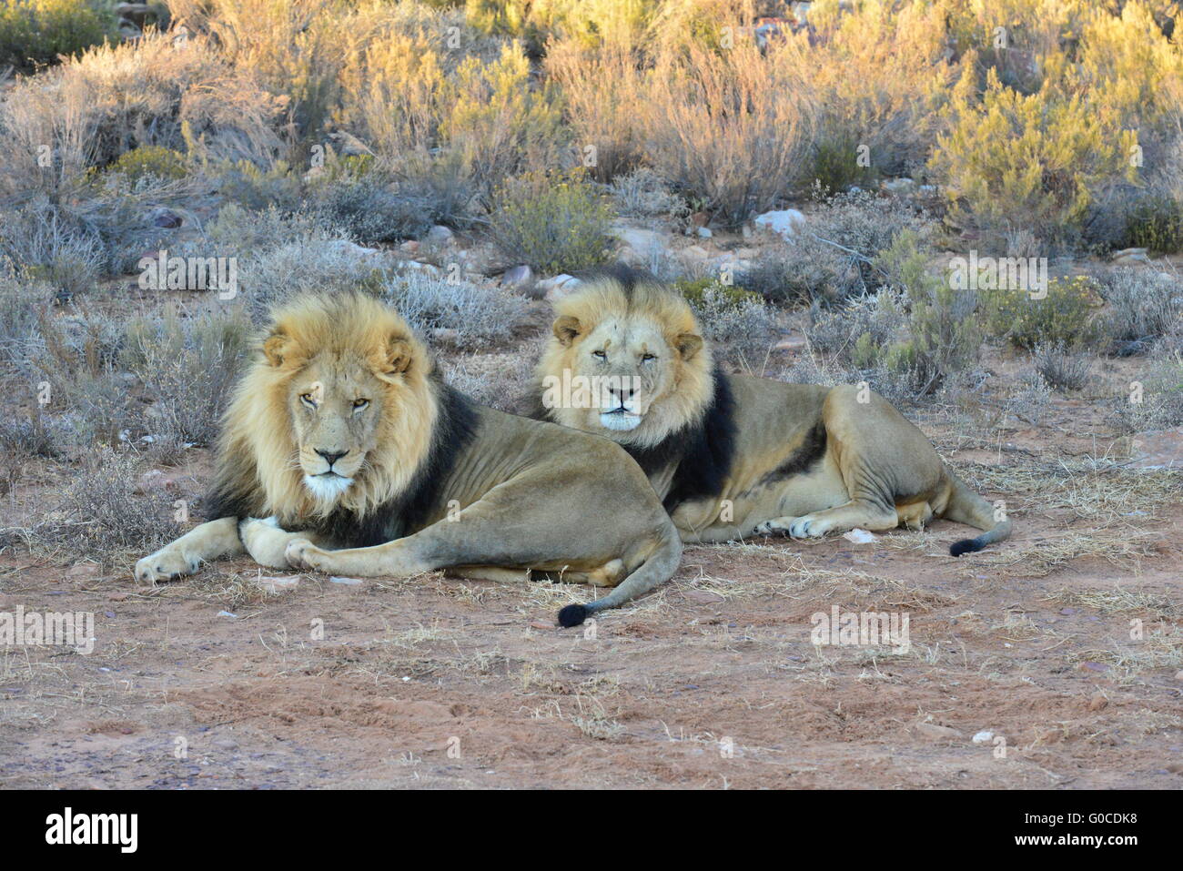 Brace of lions hi-res stock photography and images - Alamy